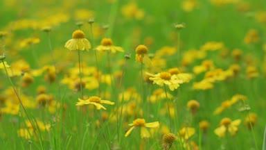 Free Stock Video Footage - Download Free 4K, HD Video - Free Clips ...